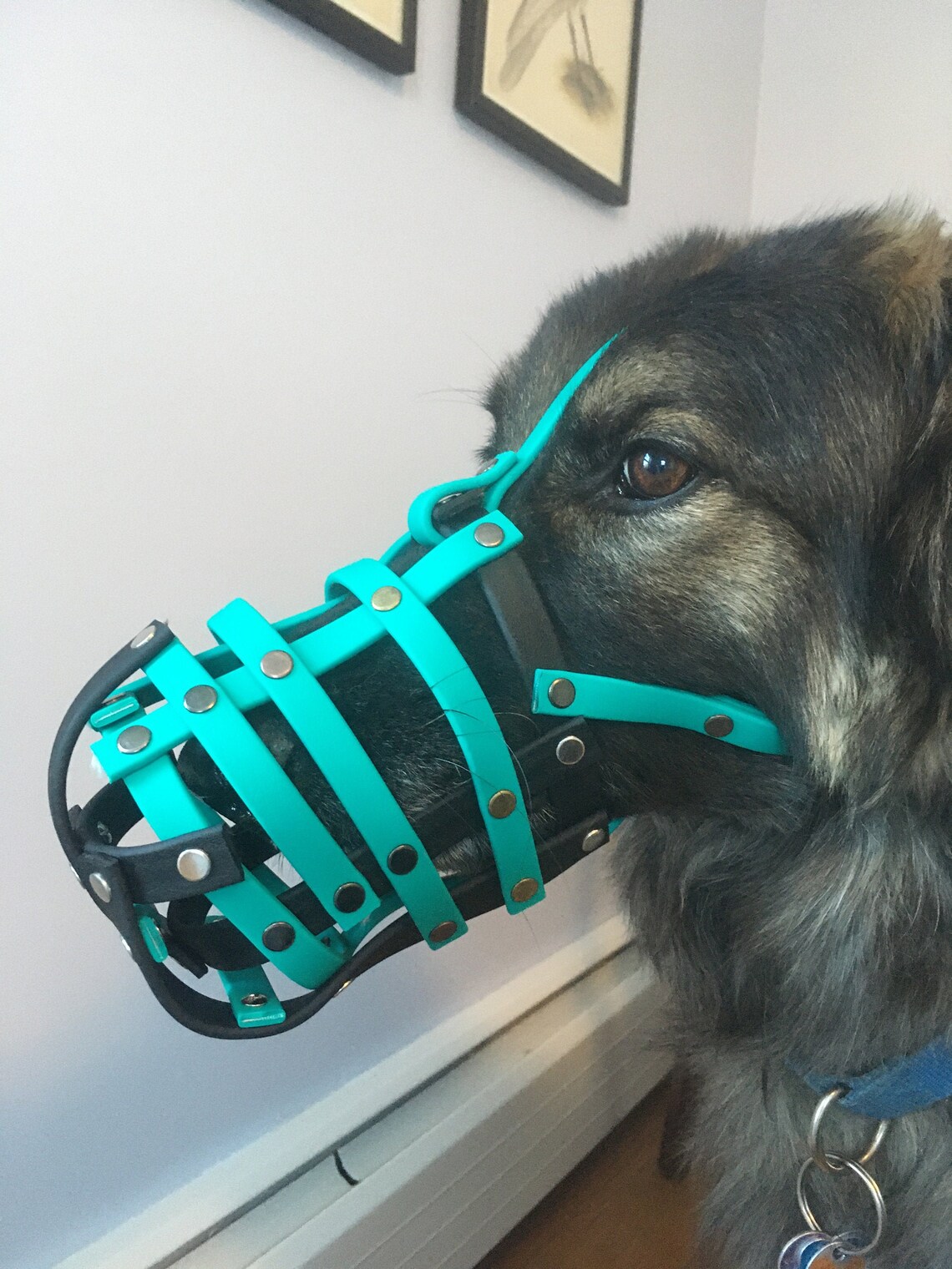 Biothane Dog Muzzle | Etsy