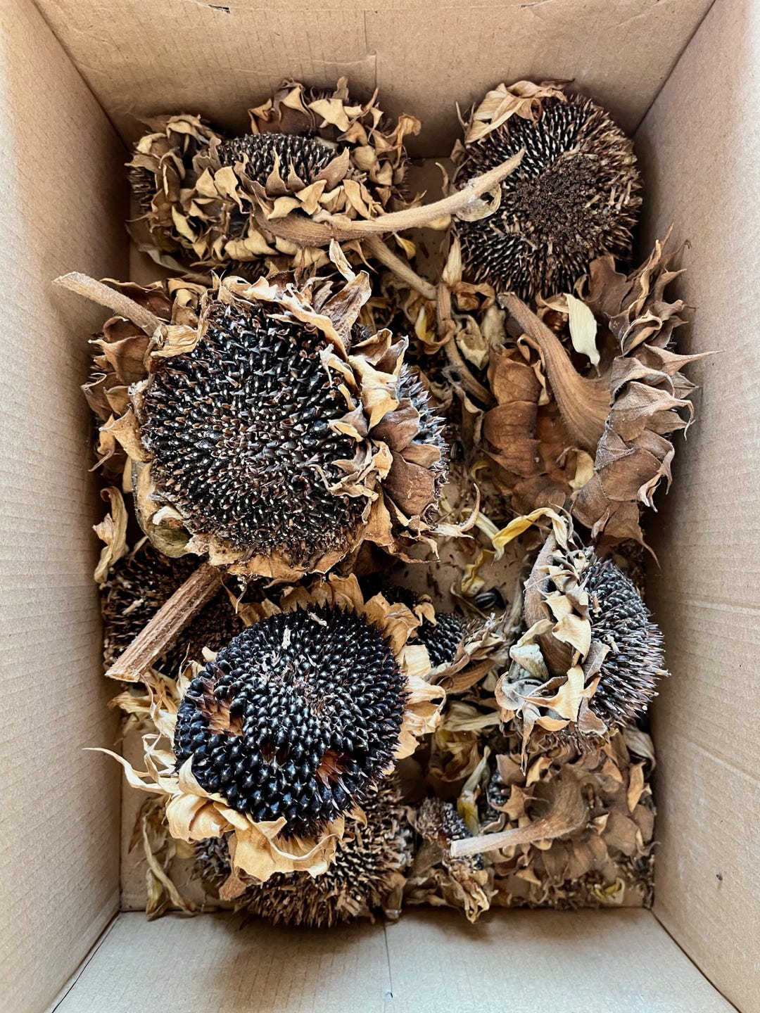 Hopi Black Sunflower Heads for Natural Dyeing, Home-grown, 2024 Harvest ...