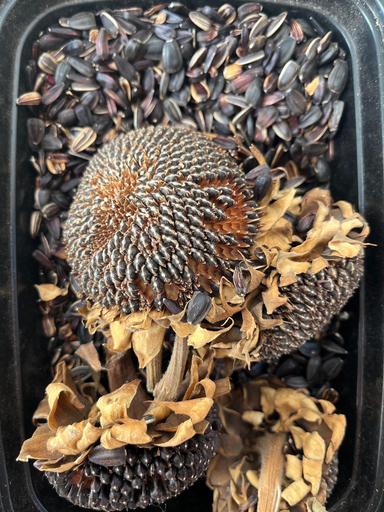 Hopi Black Sunflower Heads for Natural Dyeing, Home-grown, 2024 Harvest ...