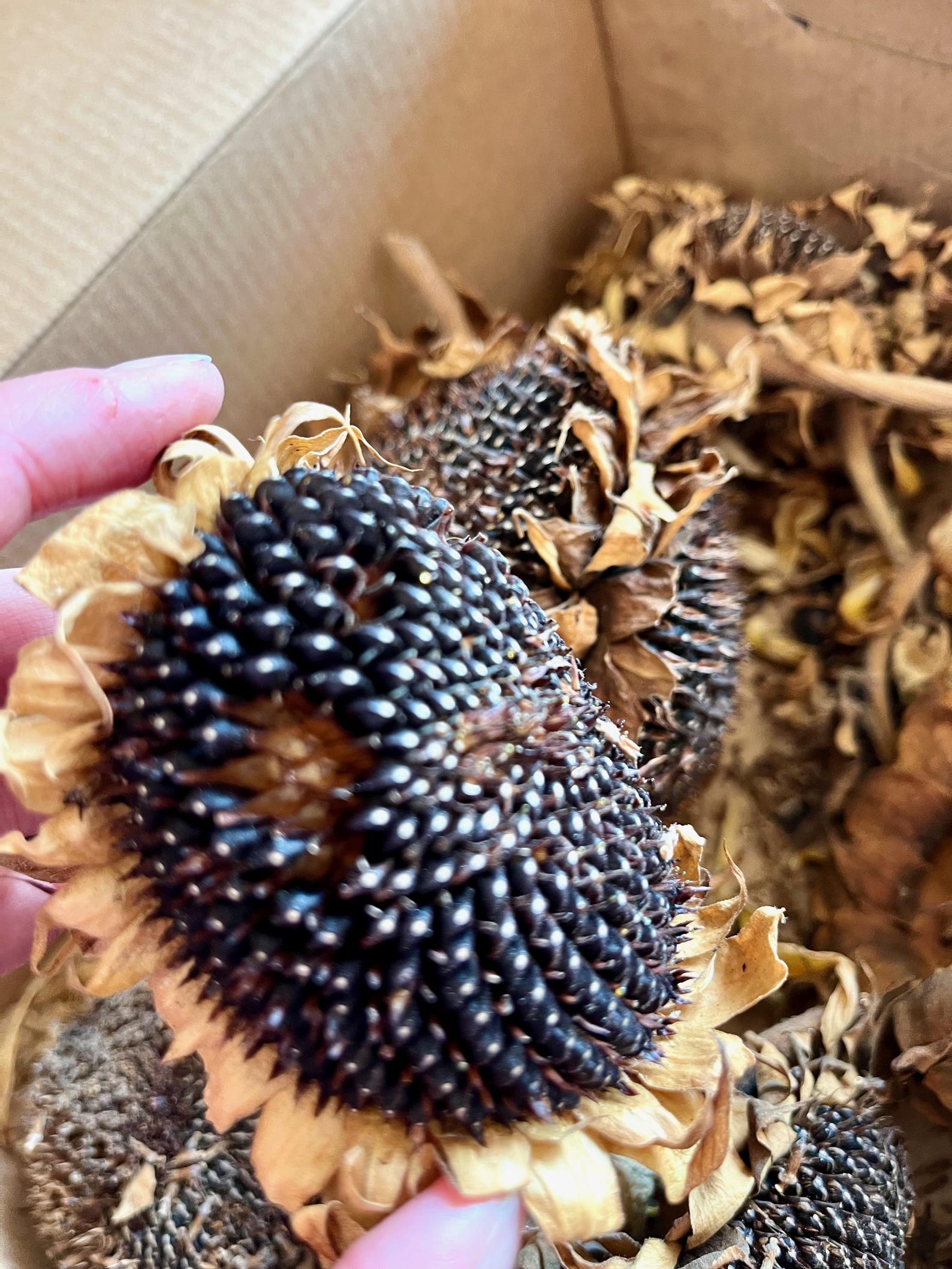 Hopi Black Sunflower Heads for Natural Dyeing, Home-grown, 2024 Harvest ...