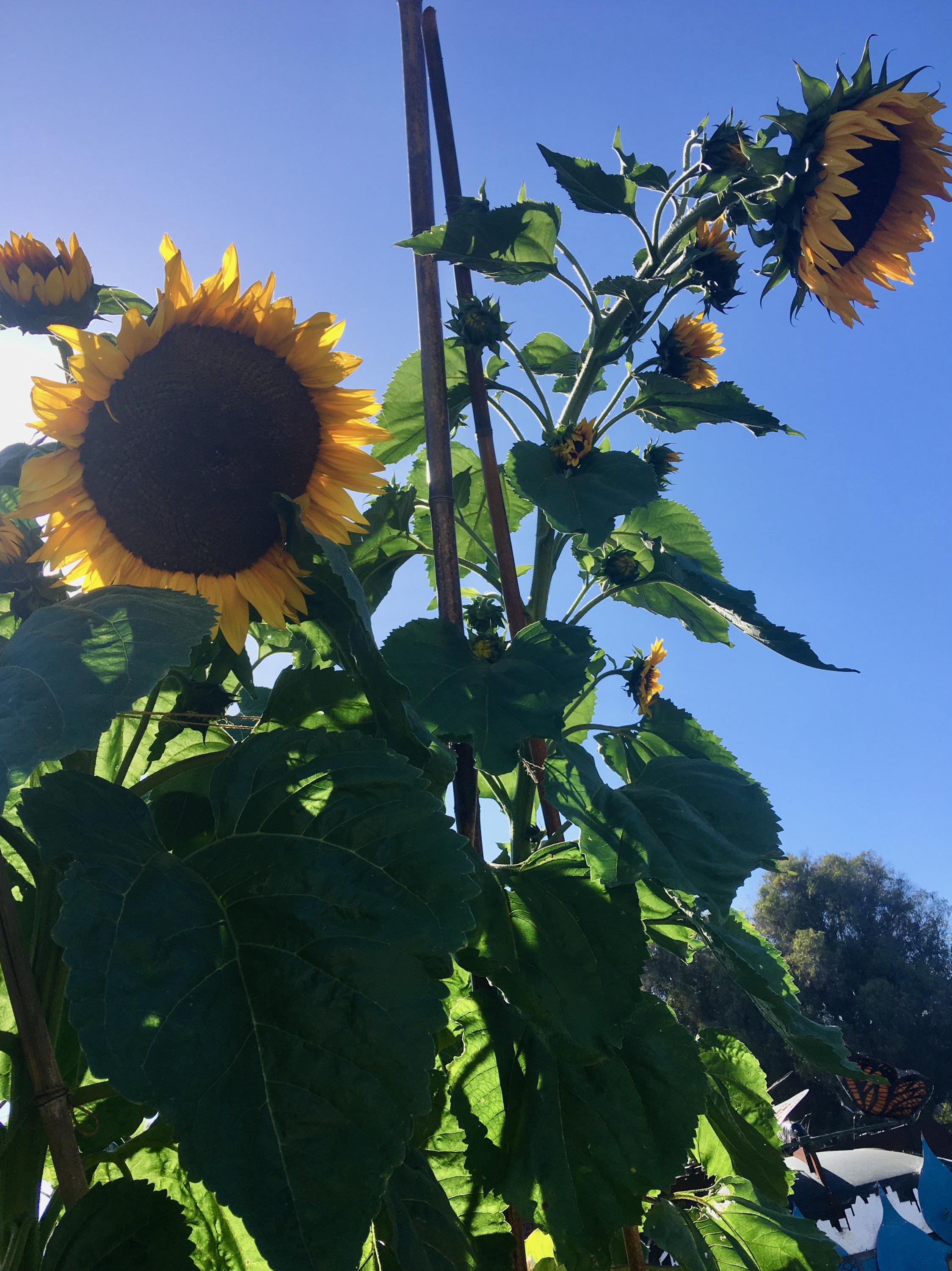 Hopi Black Sunflower Heads for Natural Dyeing, Home-grown, 2024 Harvest ...