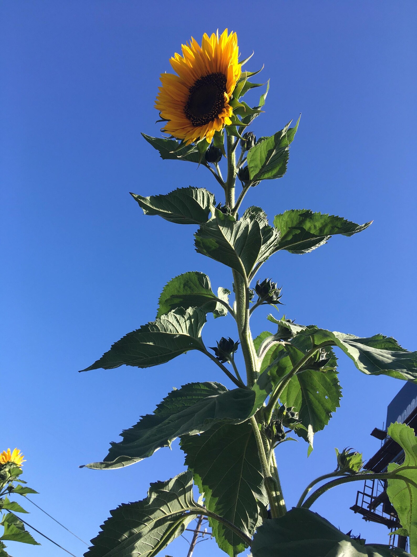 Hopi Black Sunflower Heads for Natural Dyeing, Home-grown, 2024 Harvest ...