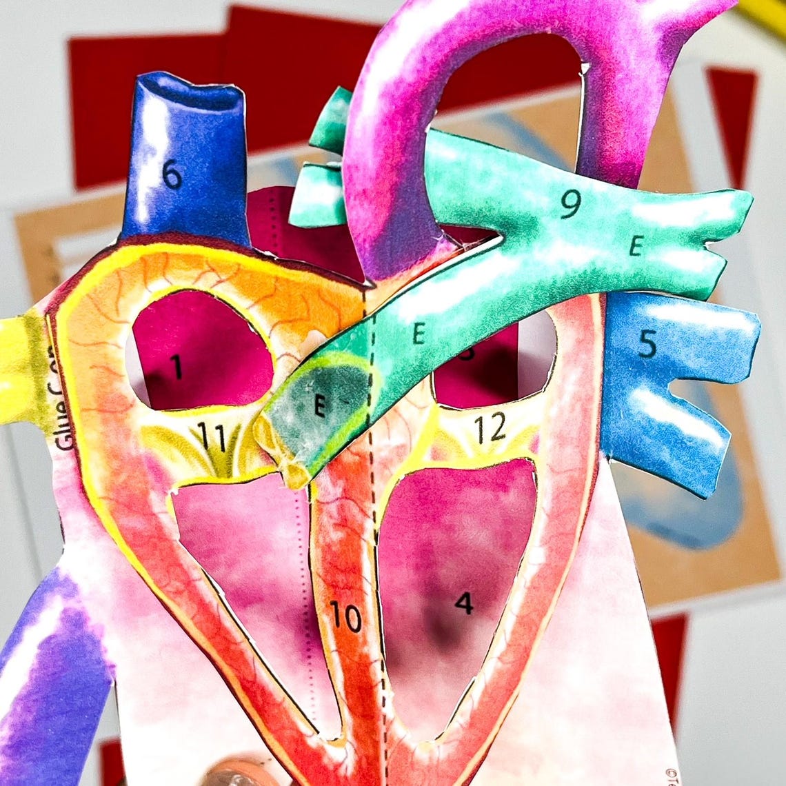 Human Heart STEAM Paper Model: Circulatory System Pop up Card (digital ...