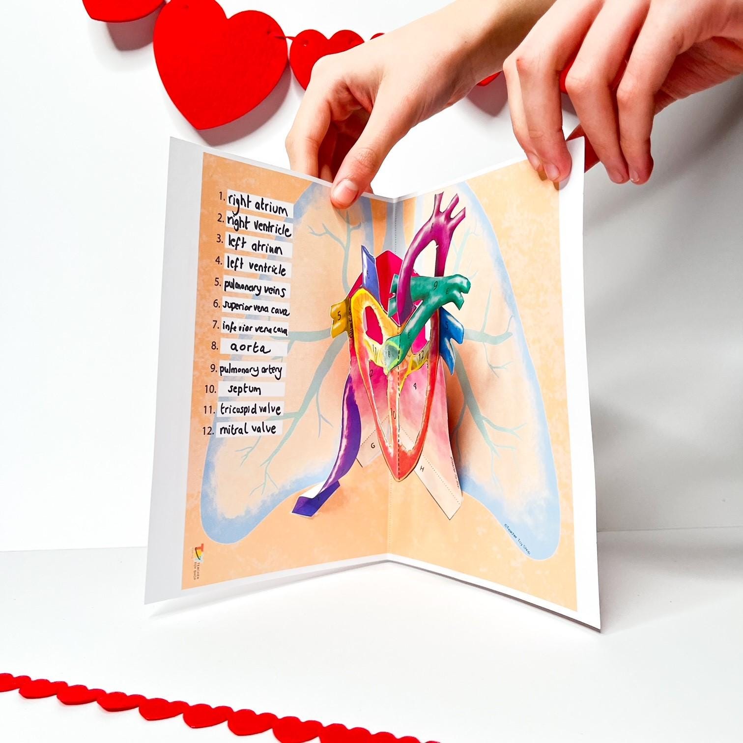 Human Heart STEAM Paper Model: Circulatory System Pop up Card (digital ...