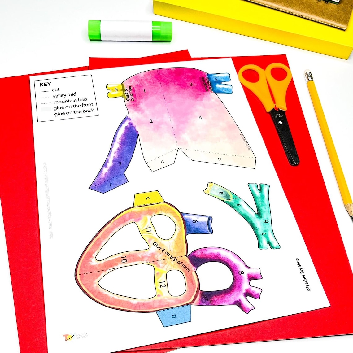 Human Heart STEAM Paper Model: Circulatory System Pop up Card (digital ...