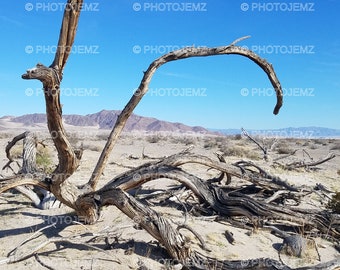 Desert Octopus - Etsy