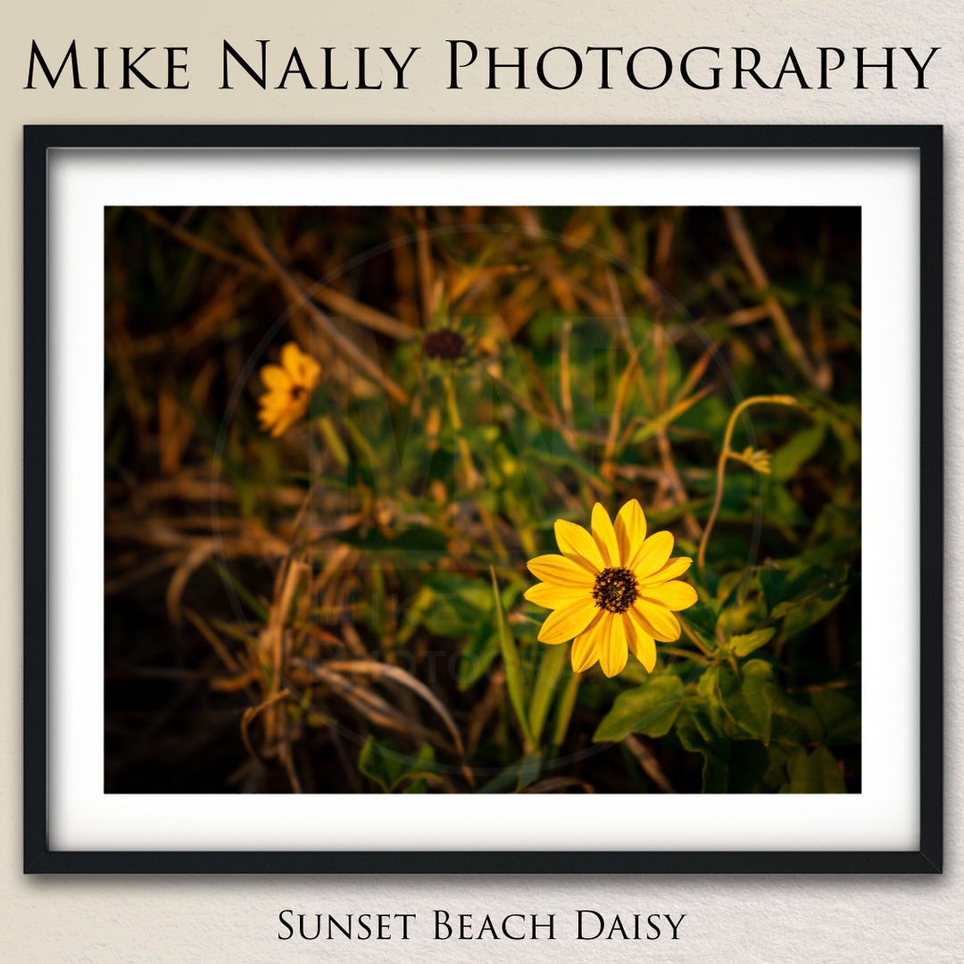 Sunset Beach Daisy, Florida Floral Series, Fine Art Color Photo Wall ...