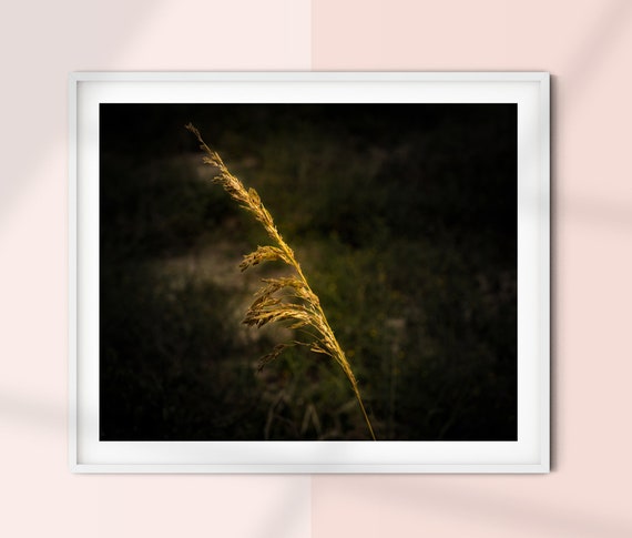 Golden Sea Oats Color Photography Florida Atlantic Ocean - Etsy