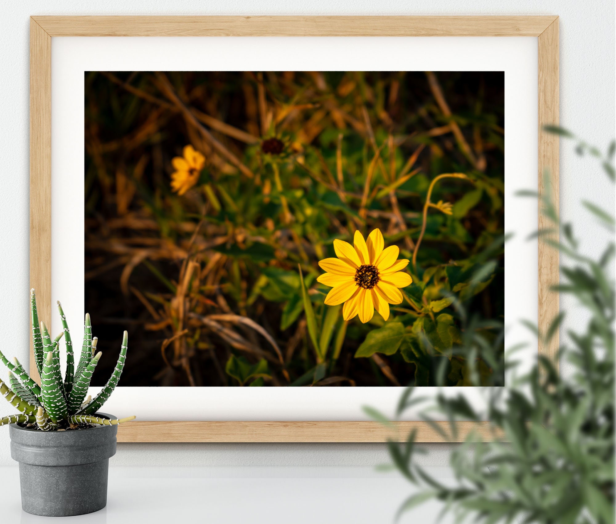 Sunset Beach Daisy, Florida Floral Series, Fine Art Color Photo Wall ...