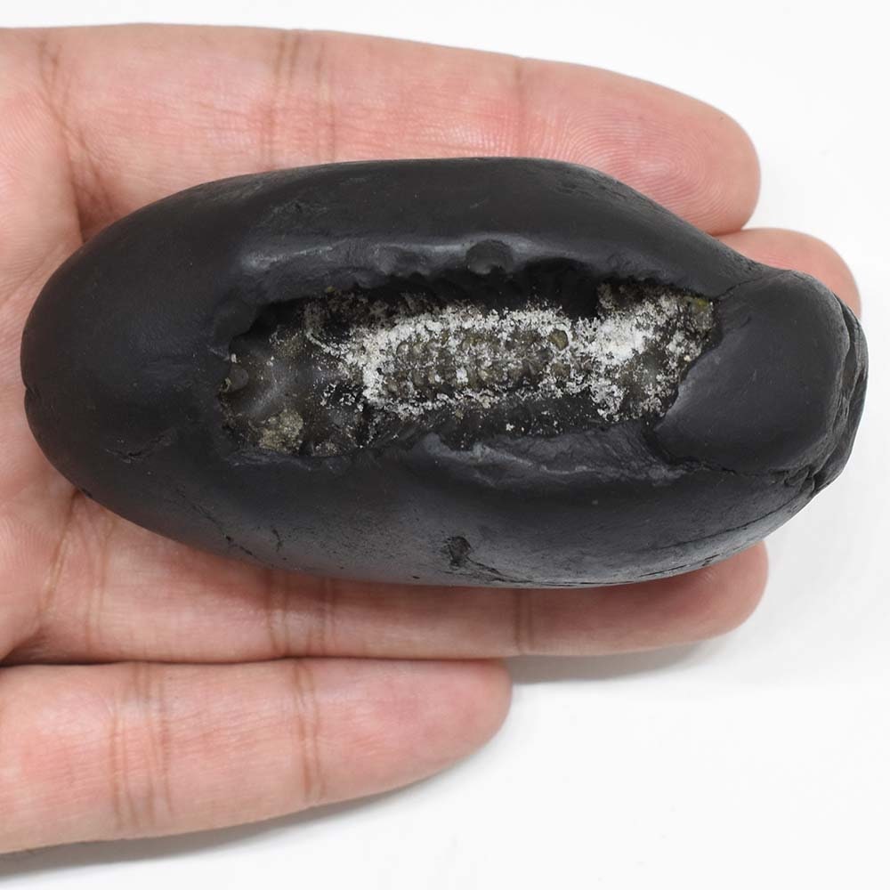 Kamal Narayan Shaligram Shila 121-219gms / Original Saligram - Etsy UK