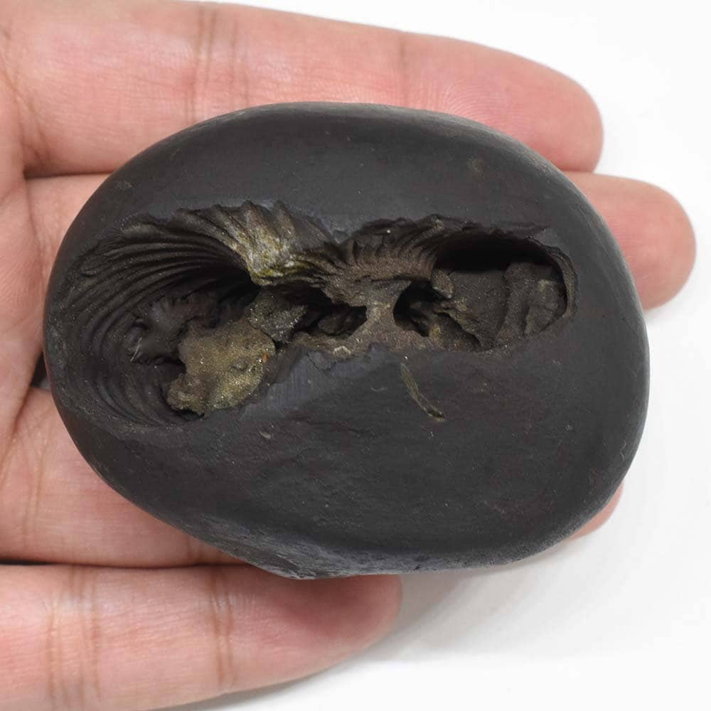 Kamal Narayan Shaligram Shila 121-219gms / Original Saligram - Etsy UK