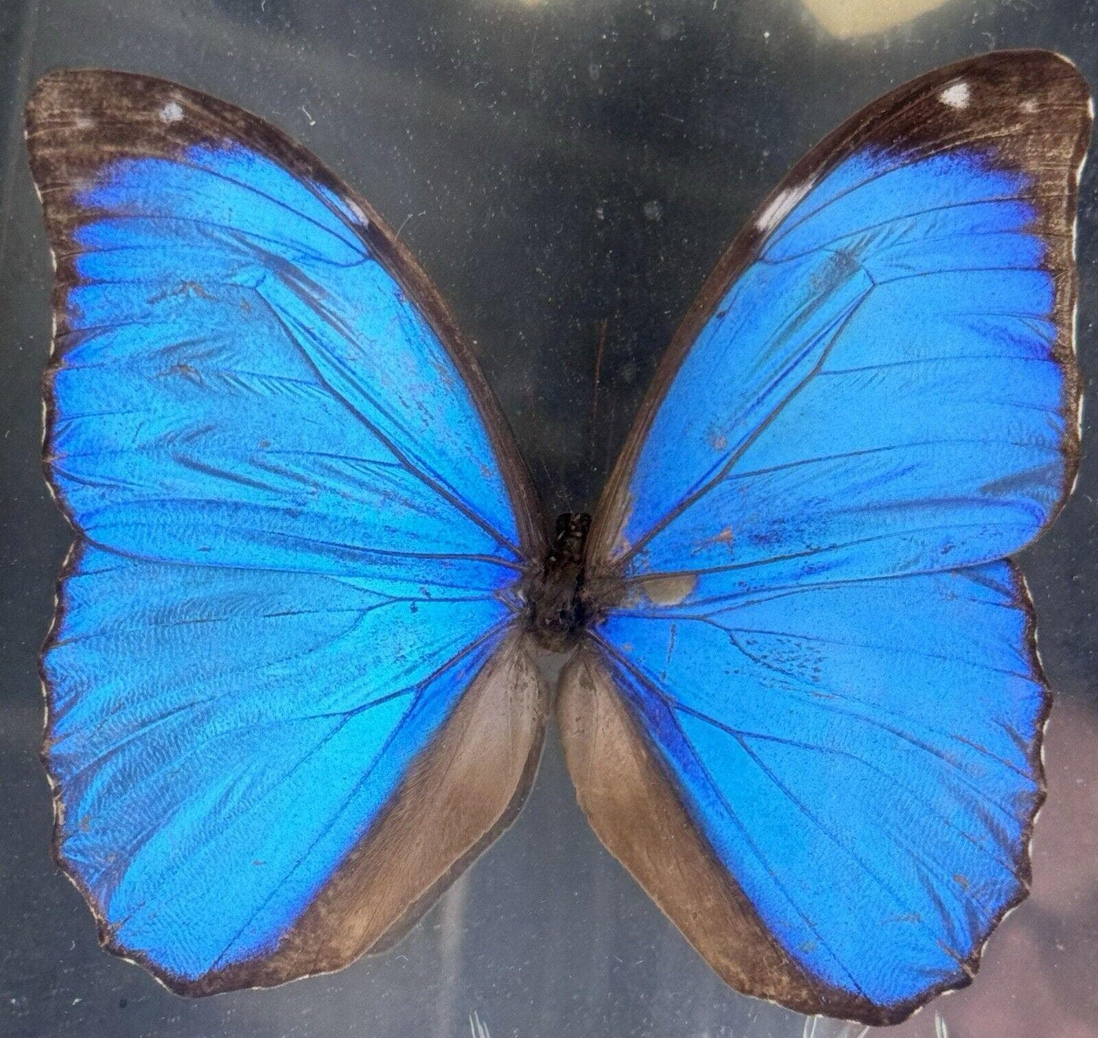 Vintage Framed Blue Morpho and Ghost Brimstone Butterflies With Dried ...