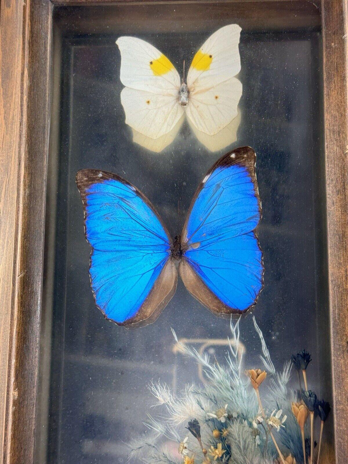 Vintage Framed Blue Morpho and Ghost Brimstone Butterflies With Dried ...