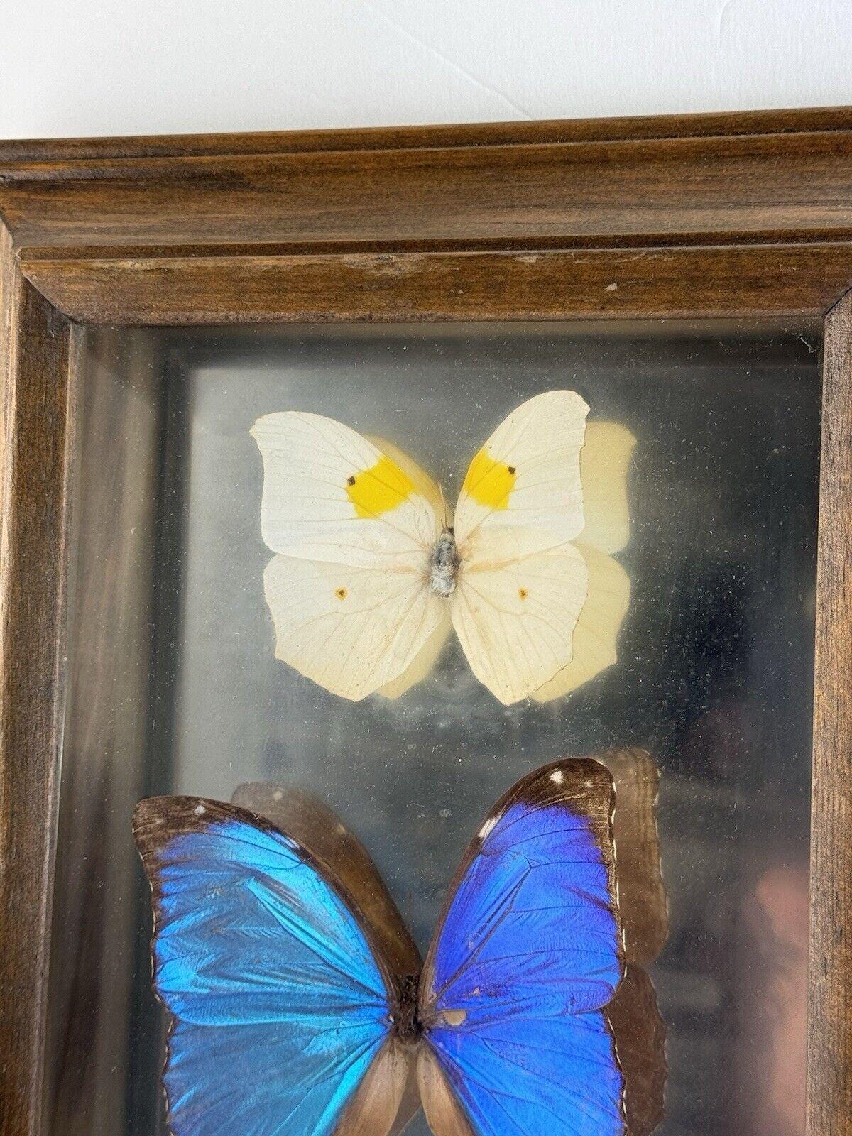 Vintage Framed Blue Morpho and Ghost Brimstone Butterflies With Dried ...