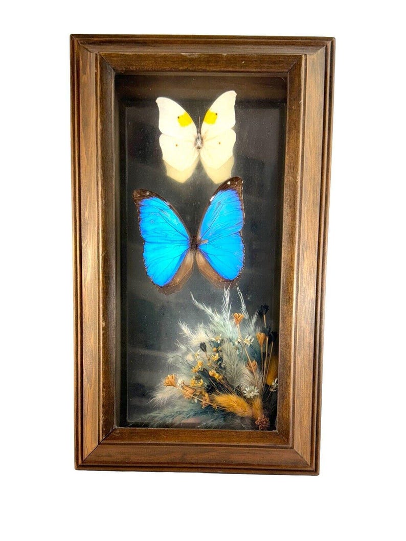 Vintage Framed Blue Morpho and Ghost Brimstone Butterflies With Dried ...
