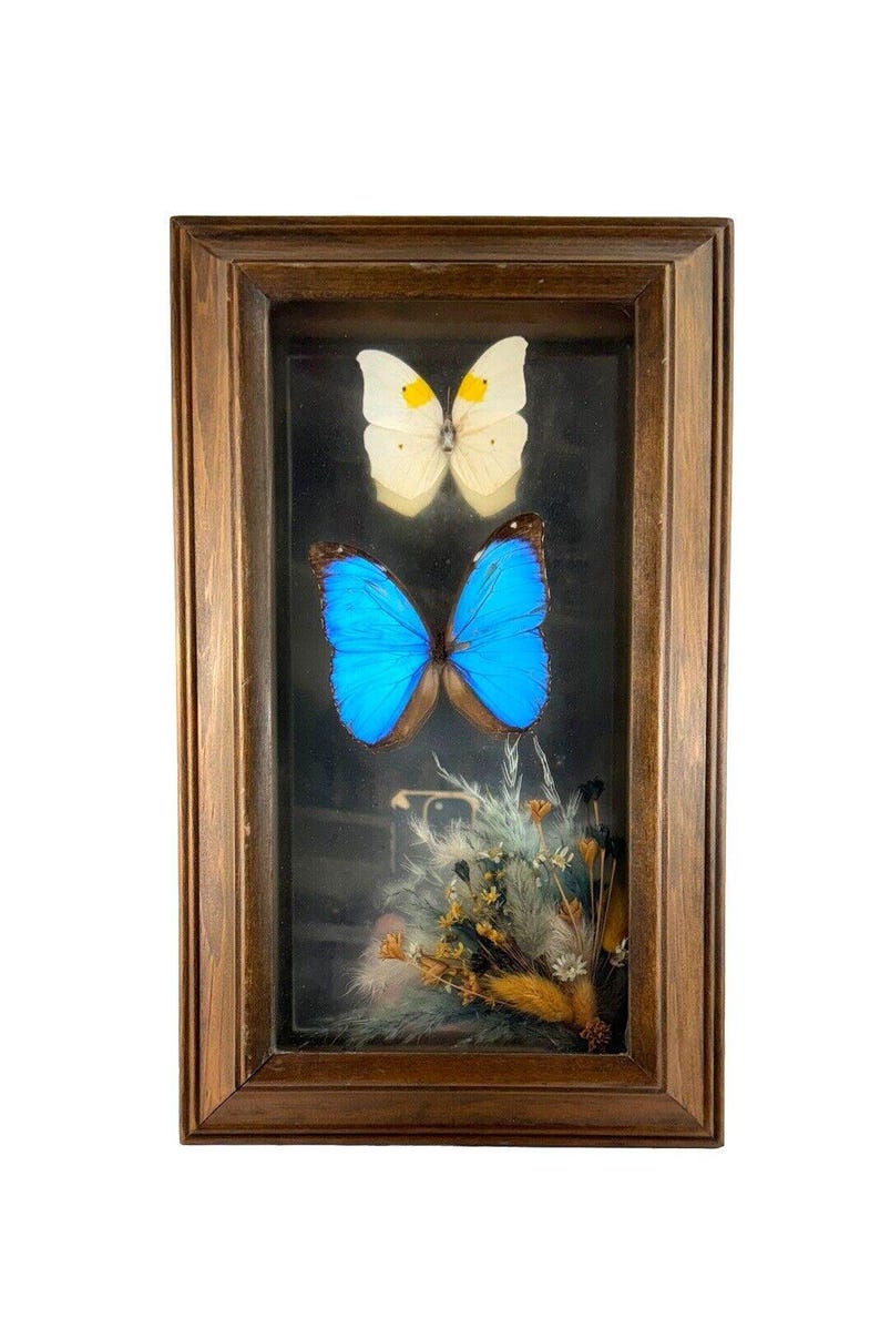 Vintage Framed Blue Morpho and Ghost Brimstone Butterflies With Dried ...