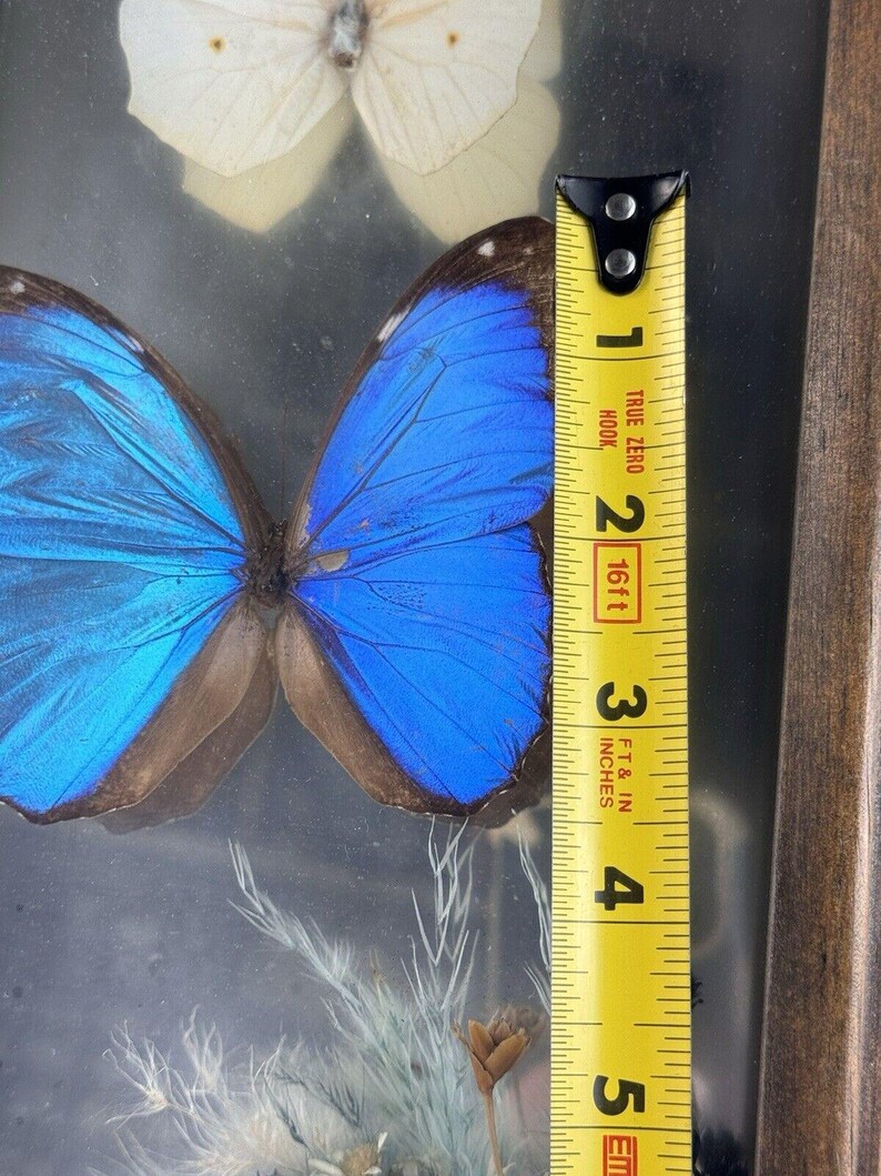 Vintage Framed Blue Morpho and Ghost Brimstone Butterflies With Dried ...