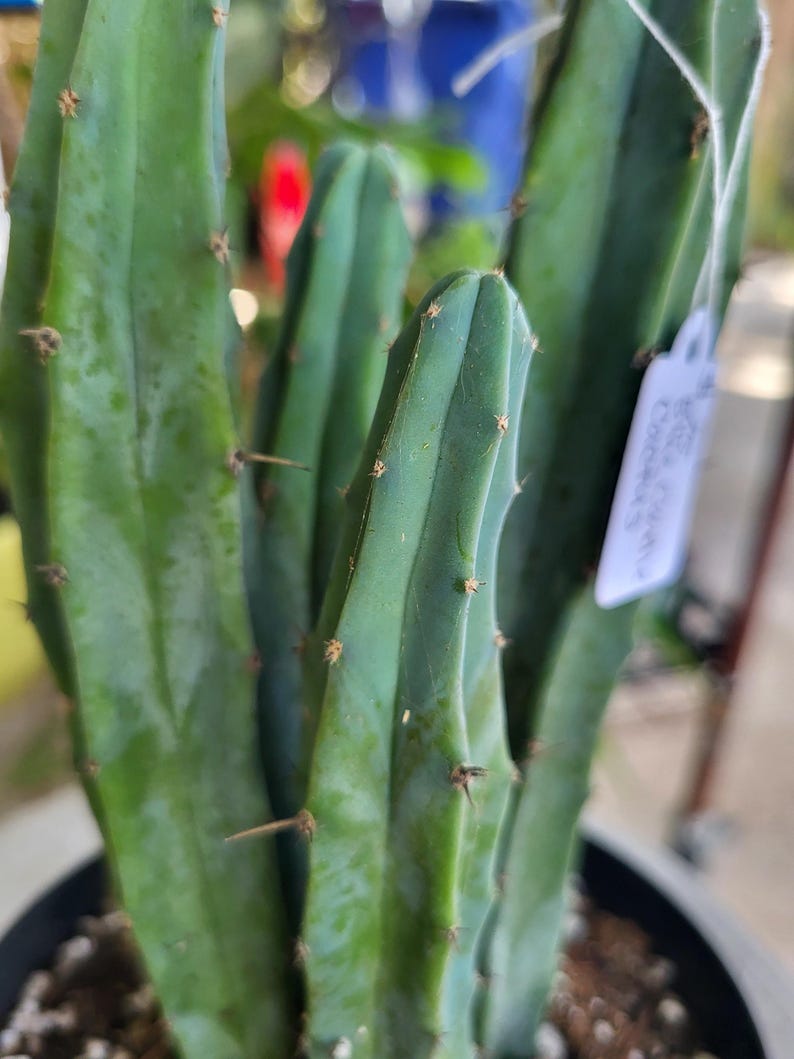 Myrtillocactus Geometrizans - Blue Candle Cactus - - Etsy