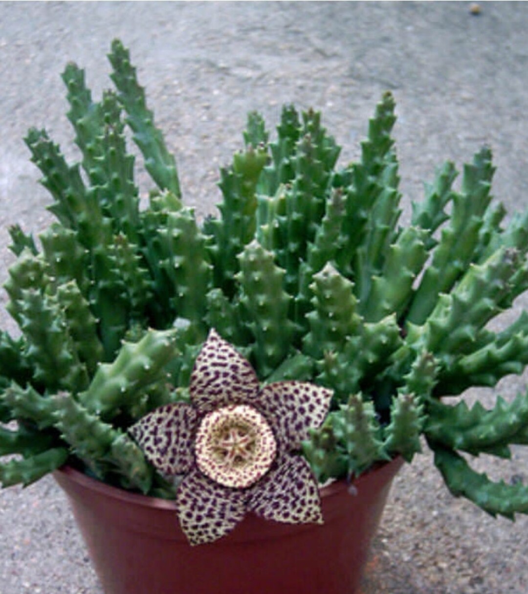 Orbea Stapelia Variegata Rare and Unusual Succulent - Etsy