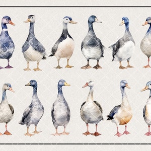 Runner Duck Clipart | Set of 12 Watercolour Duck PNGS for Sublimation ...
