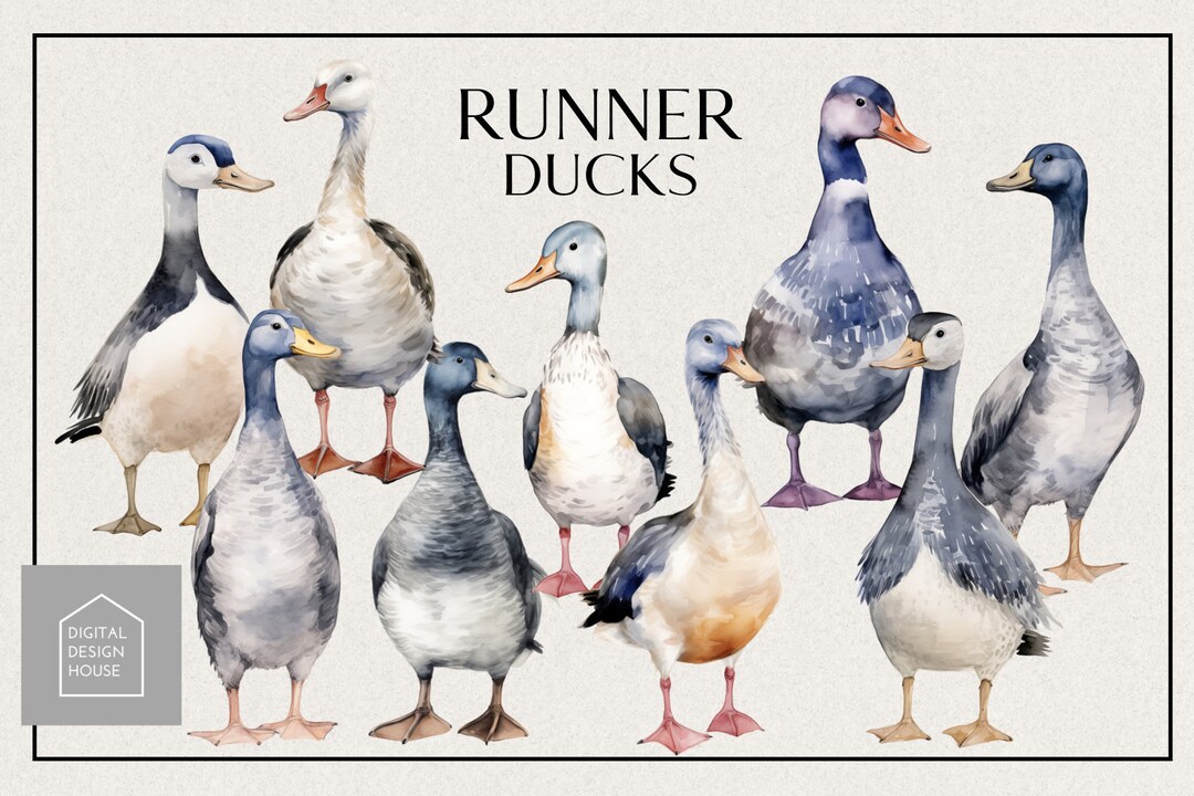 Runner Duck Clipart | Set of 12 Watercolour Duck PNGS for Sublimation ...