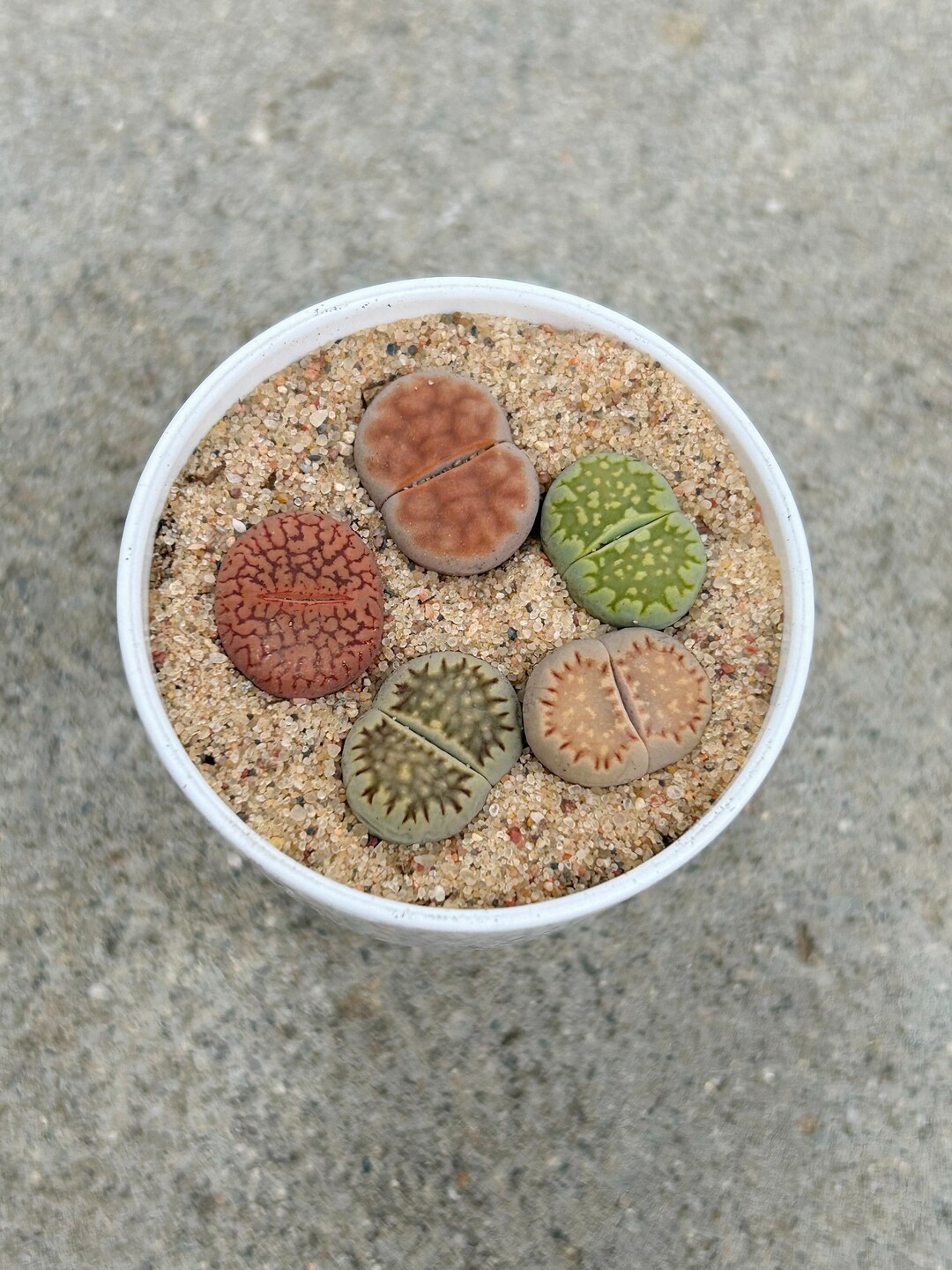 Lithop Planting Kit - Etsy