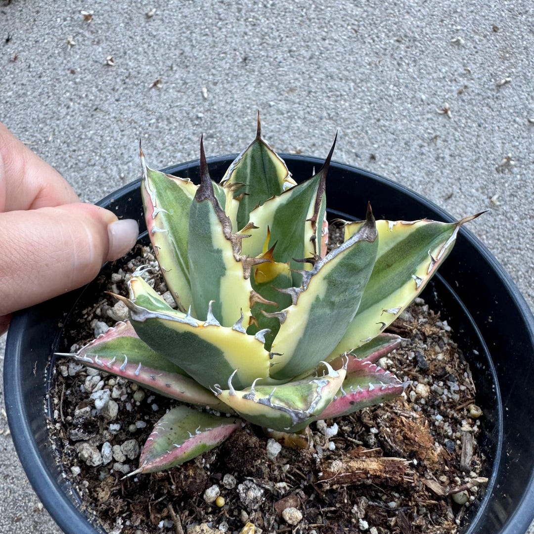 Agave Titanota snaggle Tooth Variegated Rare EXACT ONE - Etsy