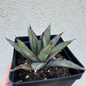Agave blue Emperor EXACT ONE - Etsy