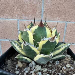 Agave Titanota snaggle Tooth Variegated Rare EXACT ONE - Etsy
