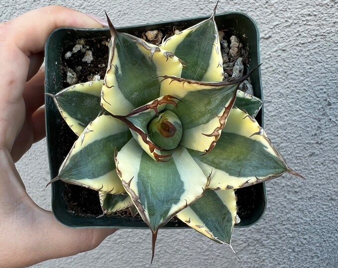 Agave Titanota snaggle Tooth Variegated Rare - Etsy