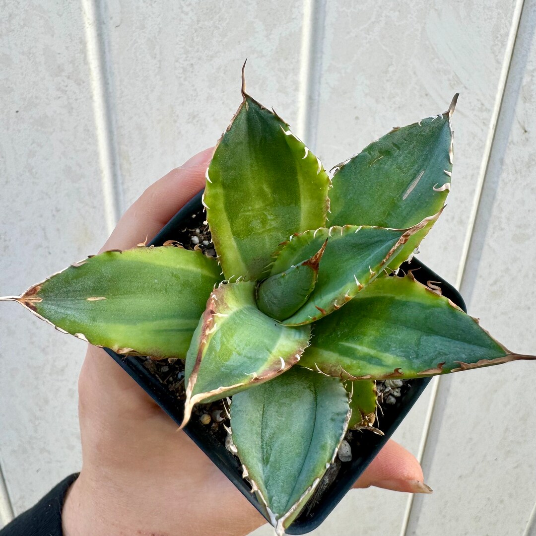Agave Titanota banana Peel Variegated EXACT ONE - Etsy
