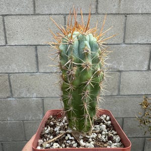 Browningia Hertlingiana Blue Cactus (EXACT ONE) - Etsy