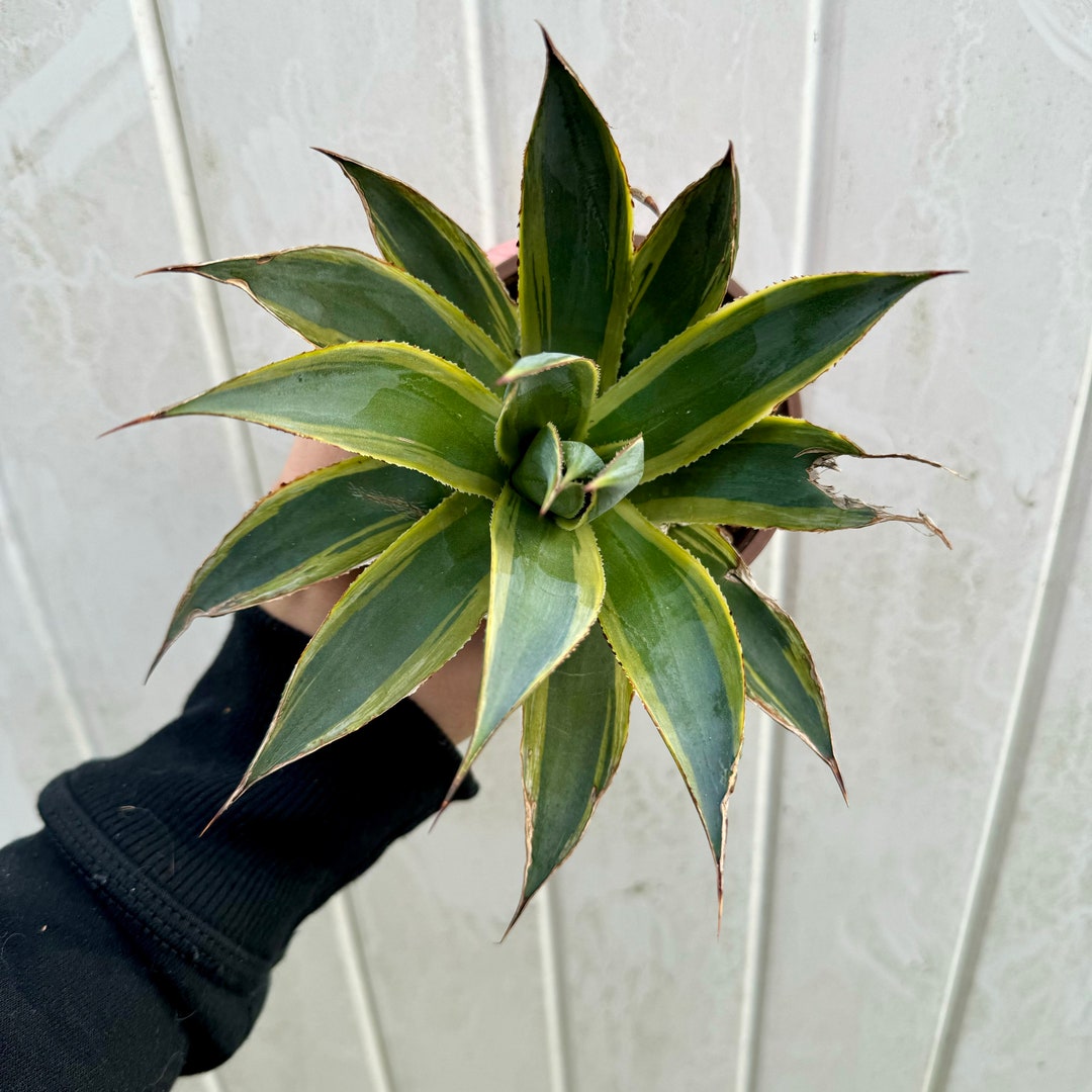 Agave Snow Glow Variegated EXACT ONE - Etsy