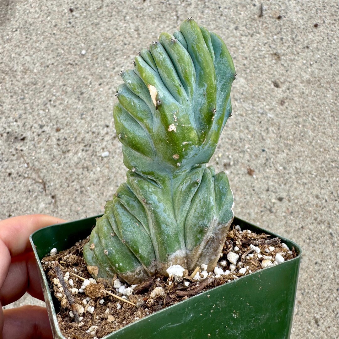 Myrtillocactus Geometrizans, Crested Blue Candle Cactus (EXACT ONE) - Etsy