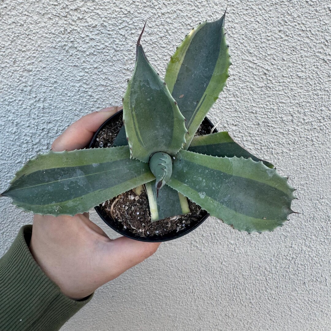 Agave Variegated Ovatifolia orca Rare EXACT PLANT - Etsy