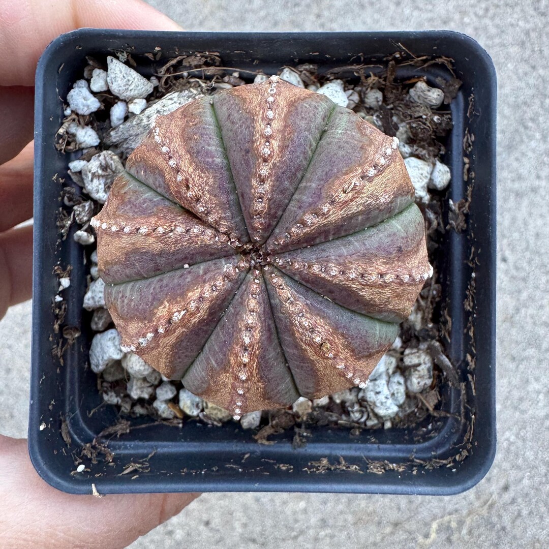 Euphorbia Obesa Hybrid (EXACT ONE) - Etsy