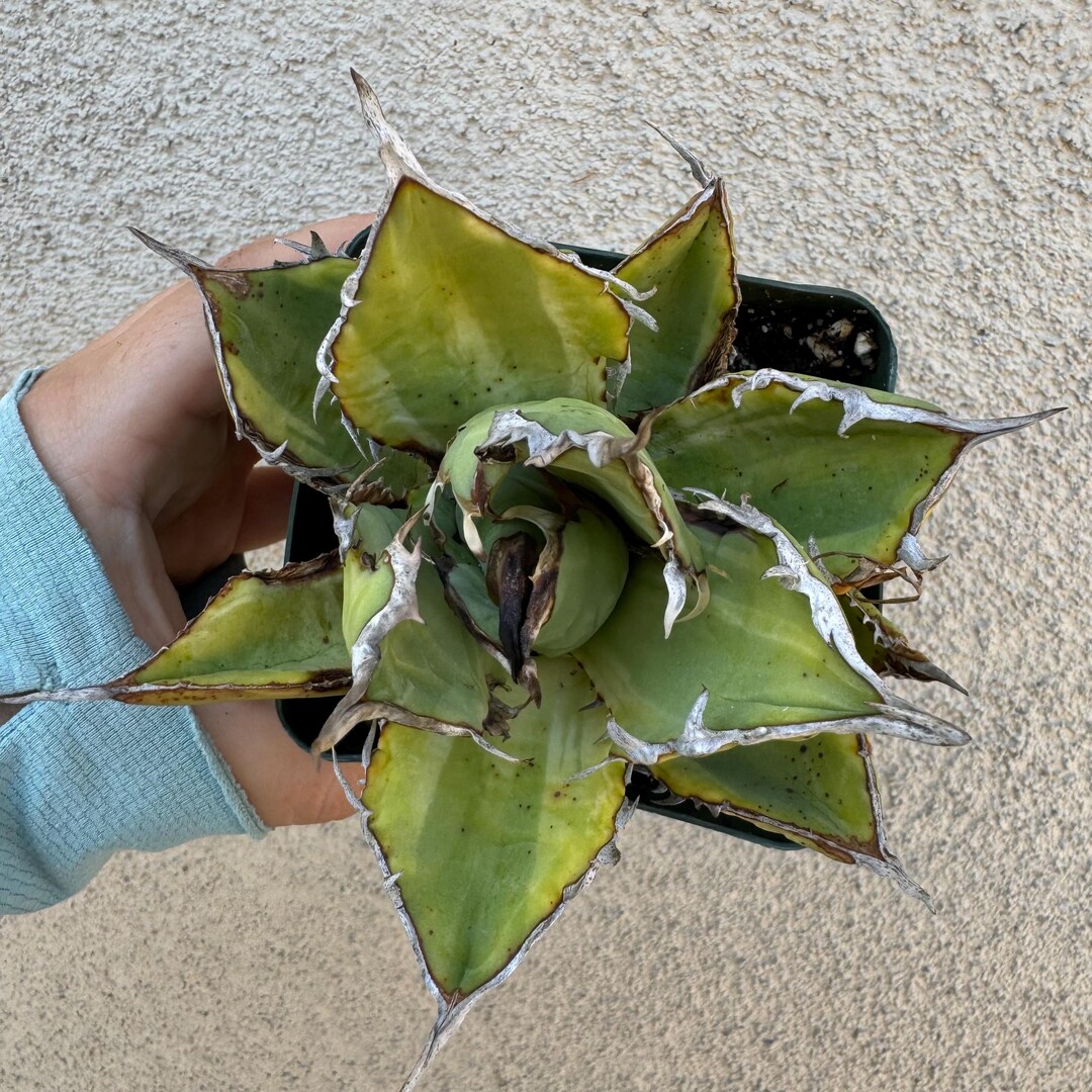 Agave Titanota banana Peel Variegated EXACT ONE Hard Grown - Etsy