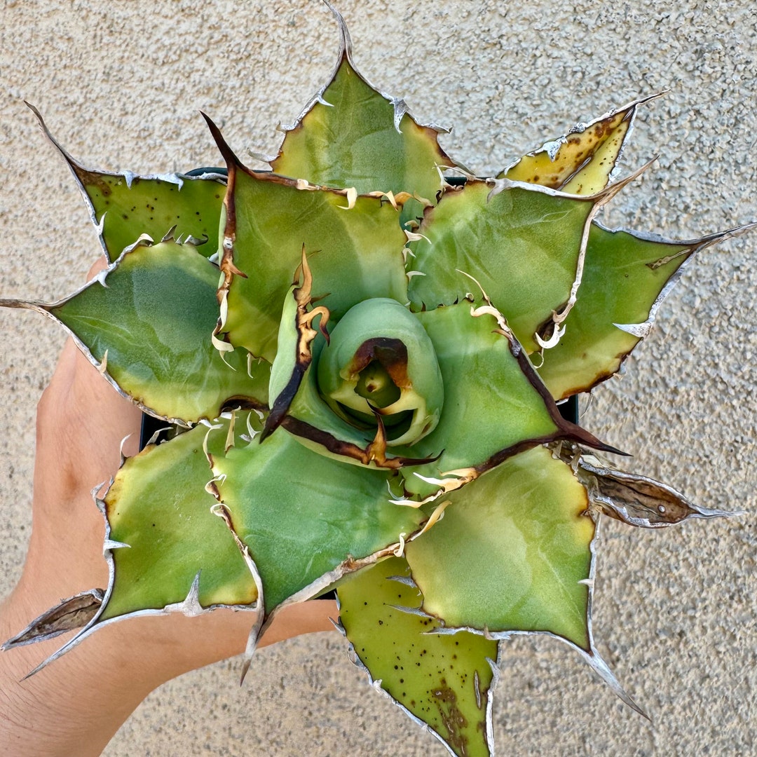 Agave Titanota banana Peel Variegated EXACT ONE - Etsy