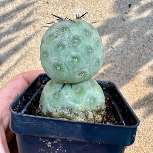 Tephrocactus Geometricus EXACT ONE - Etsy
