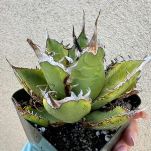 Agave Titanota banana Peel Variegated EXACT ONE Hard Grown - Etsy