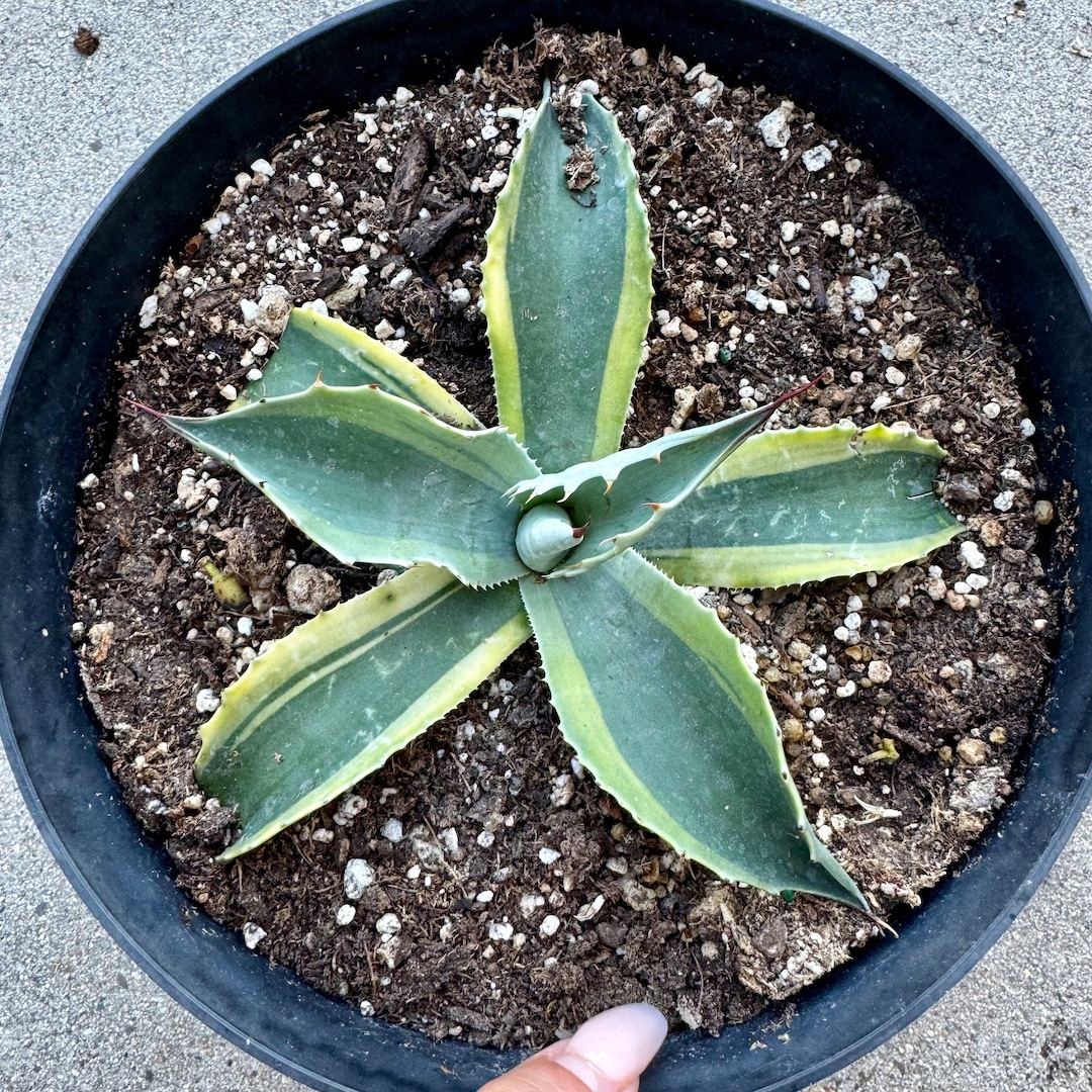 Agave Variegated Ovatifolia orca Rare EXACT PLANT - Etsy