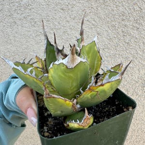 Agave Titanota banana Peel Variegated EXACT ONE Hard Grown - Etsy