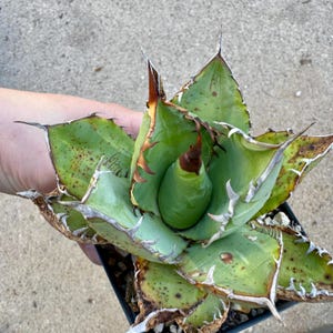 Agave Titanota ‘banana Peel’ Variegated (EXACT ONE) Hard Grown - Etsy