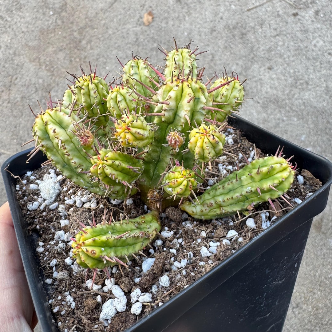 Euphorbia Enopla Variegated (EXACT ONE) - Etsy