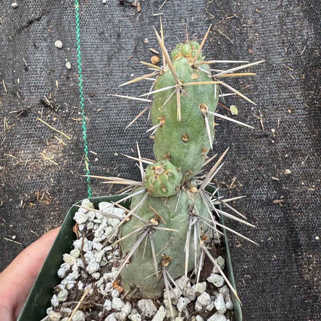 Tephrocactus Alexanderi (EXACT ONE) - Etsy