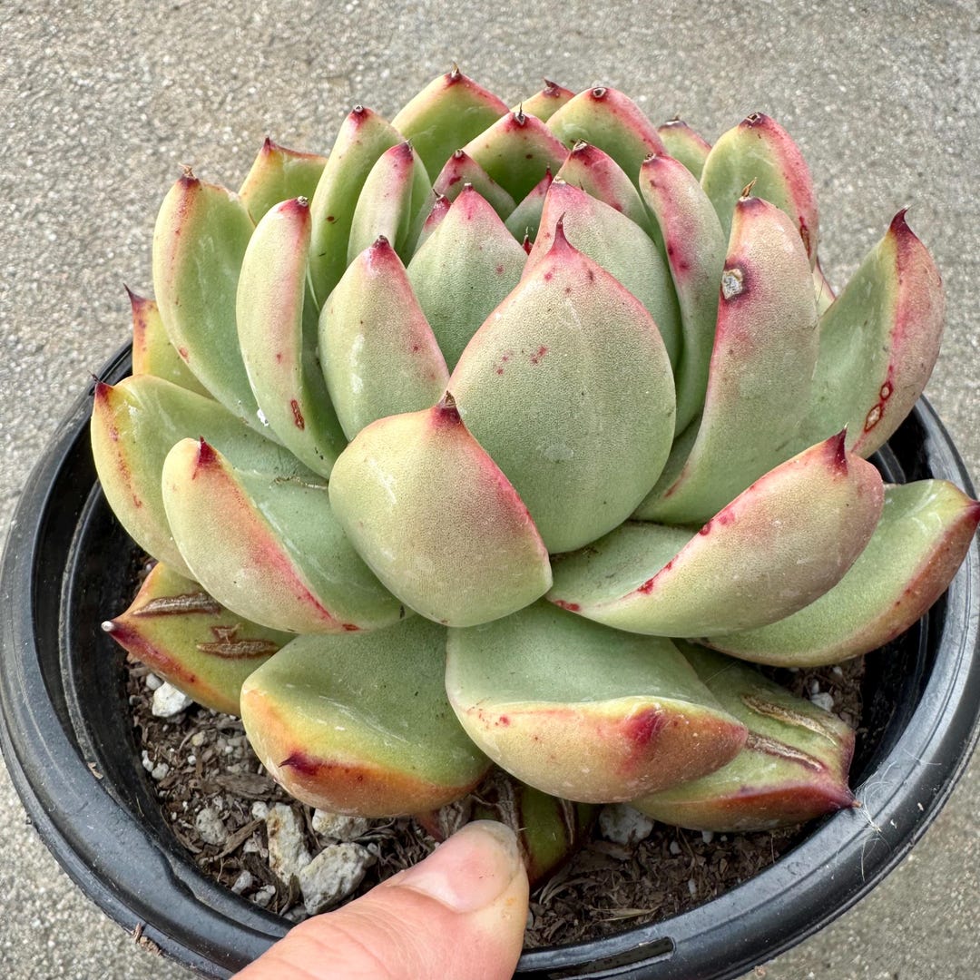 Echeveria Agavoides 'maria’ (EXACT ONE) - Etsy