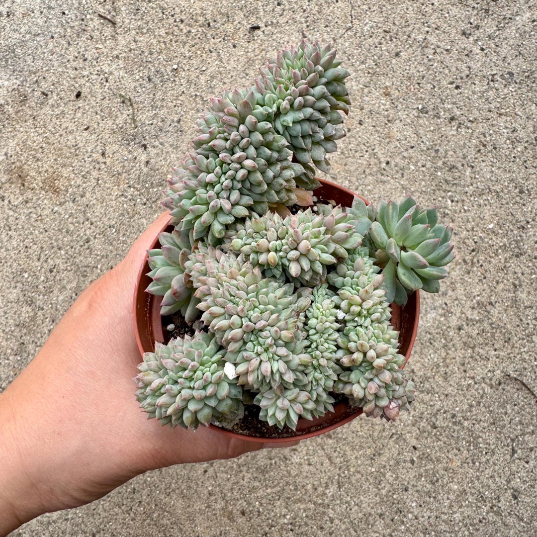 Echeveria ‘chrissy N Ryan’ Crest (EXACT ONE) - Etsy