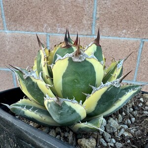 Agave Titanota snaggle Tooth Variegated Rare EXACT ONE - Etsy