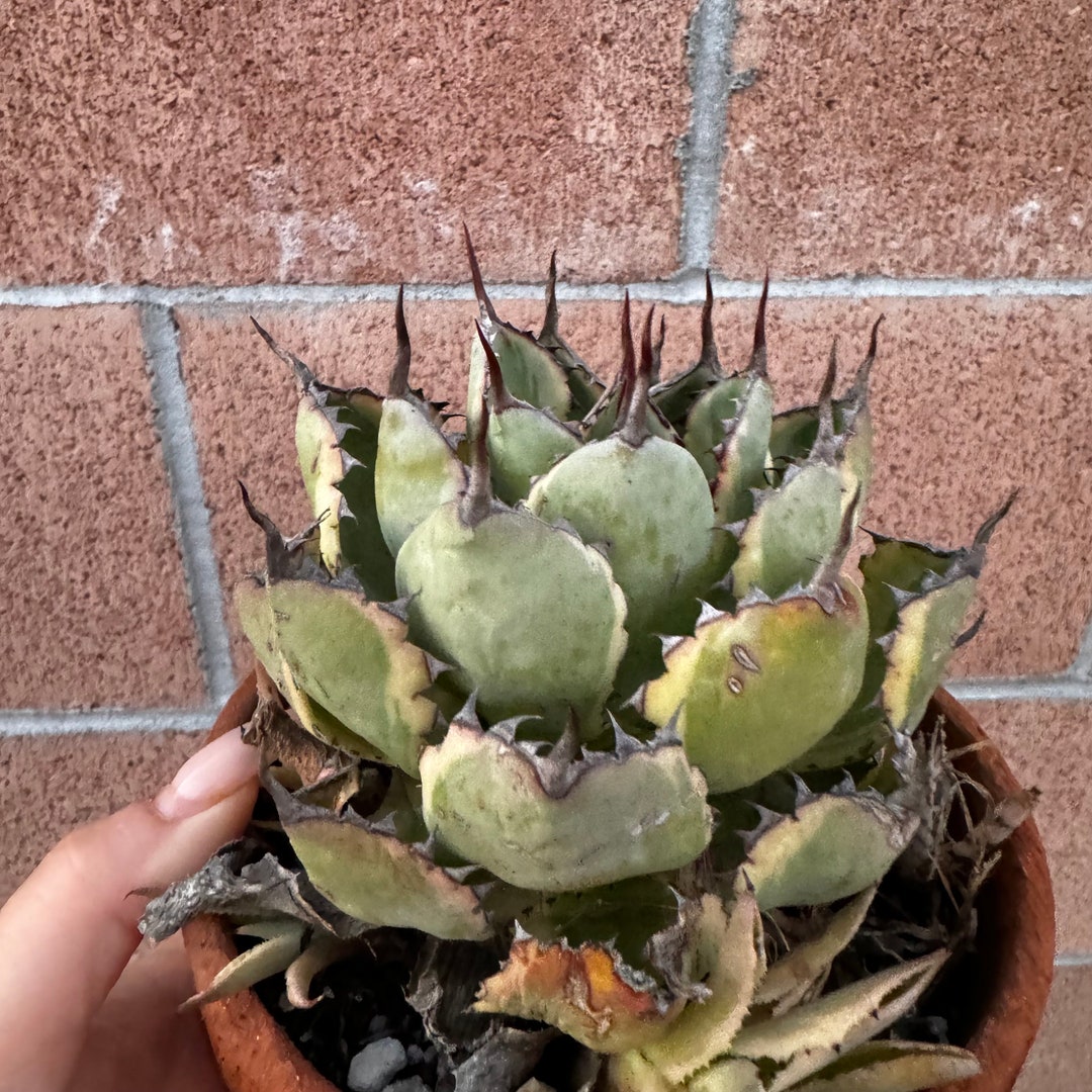 Agave Potatorum kissho Kan EXACT ONE Hard Grown - Etsy