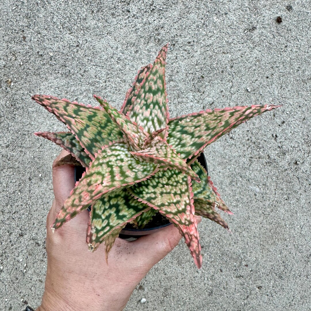Aloe ‘firecracker’ (EXACT ONE) - Etsy